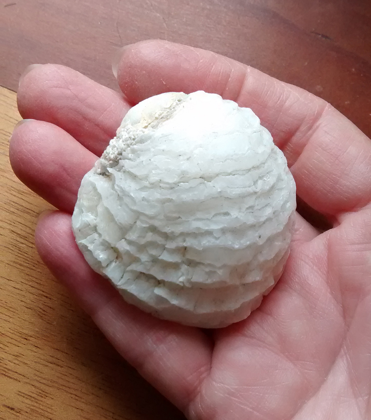 ruffle shell – Fiber Designs by Ann