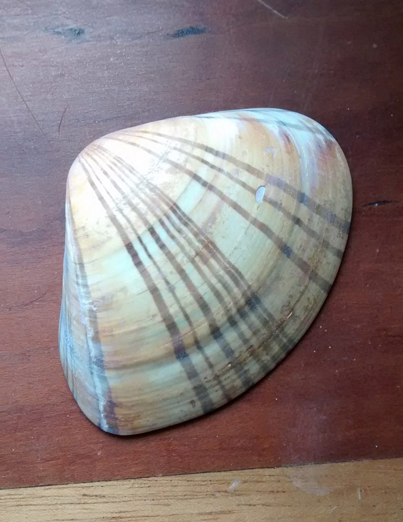 striped shell – Fiber Designs by Ann